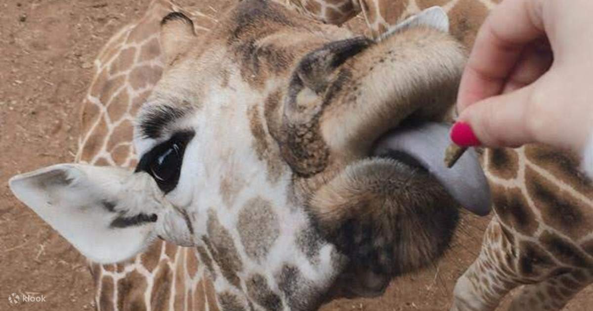 Excursion d'une journée au Giraffe Centre et chez les bébés éléphants - Klook États-Unis